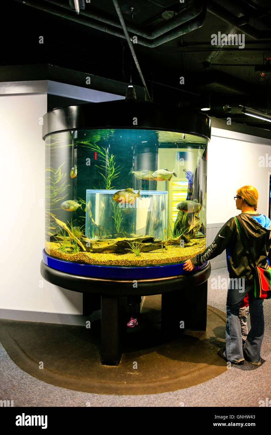 Piranah hi-res stock photography and images - Alamy