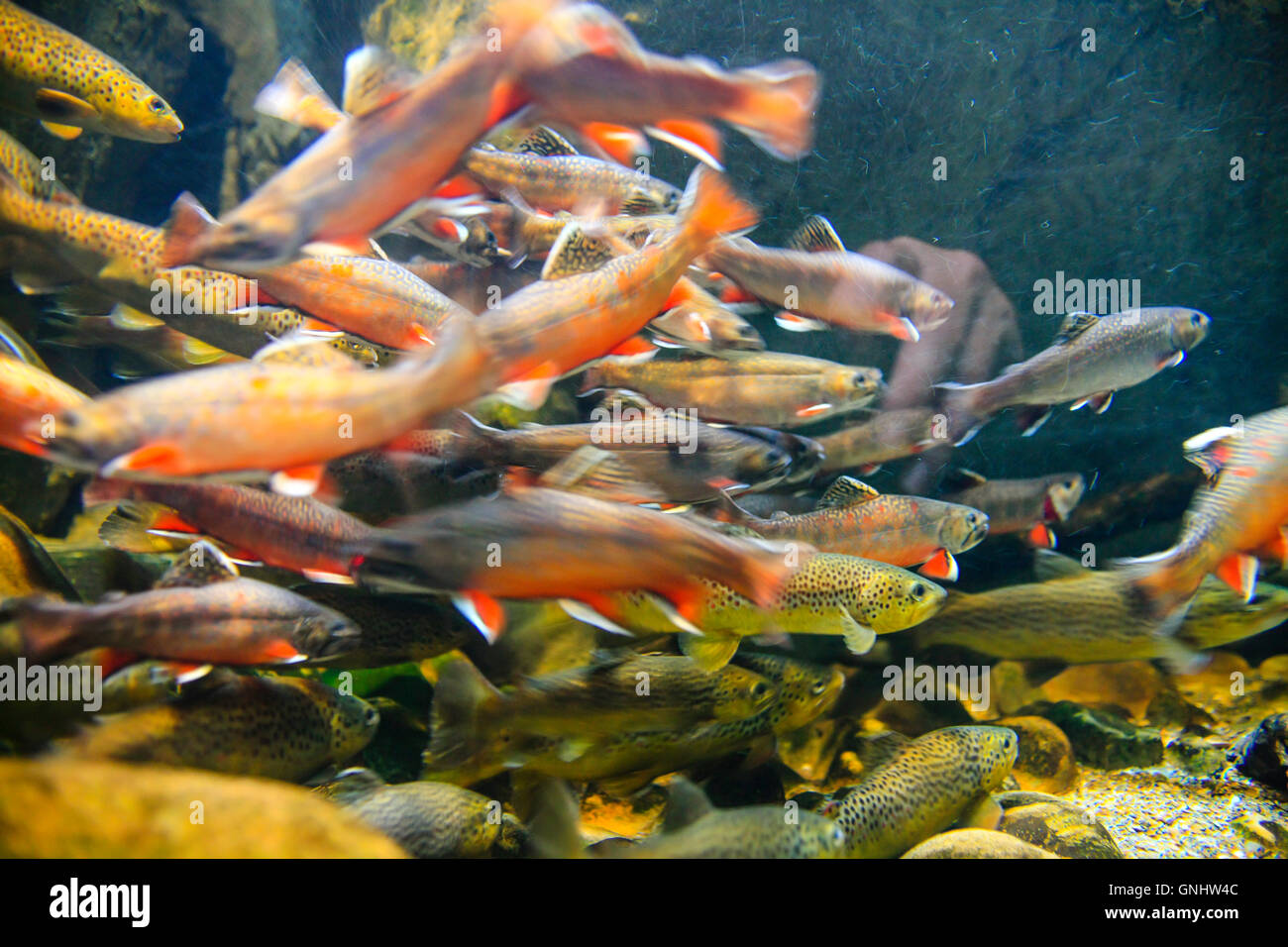 Trout Swimming Underwater
