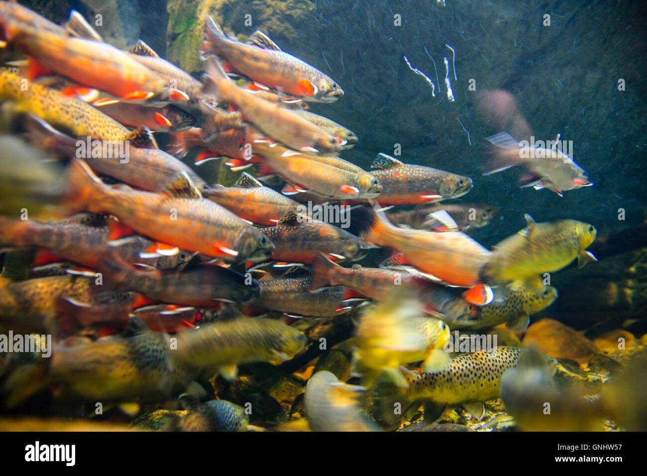 Underwater view of Rainbow Trout swimming against the flow of a river ...