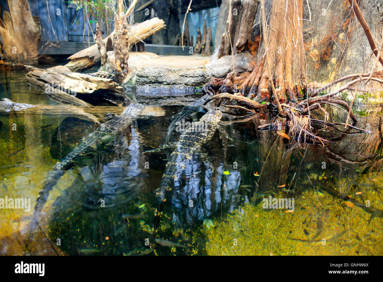 Alligators in the Louisiana swamps diorama at the Tennessee Aquarium in ...