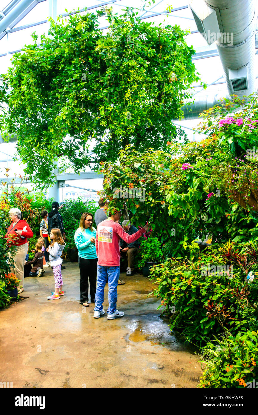 People in the tropical butterfly section of the Tennessee Aquarium in ...