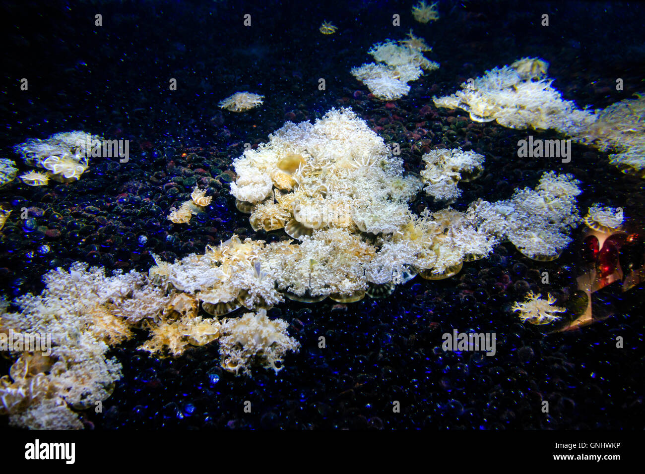 Upside-down jellyfish - Cassiopea Stock Photo - Alamy