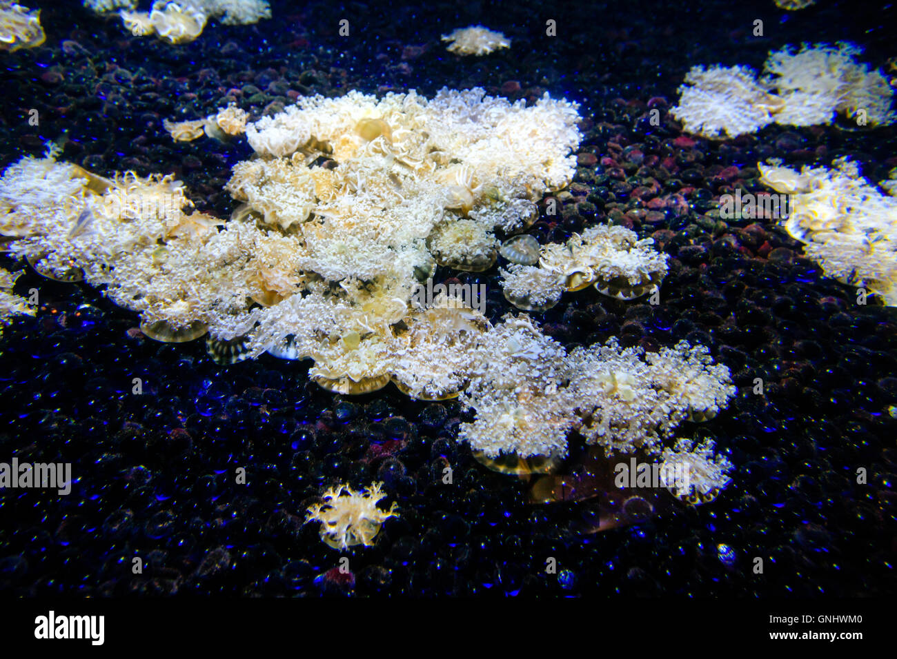 Upside-down jellyfish - Cassiopea Stock Photo - Alamy