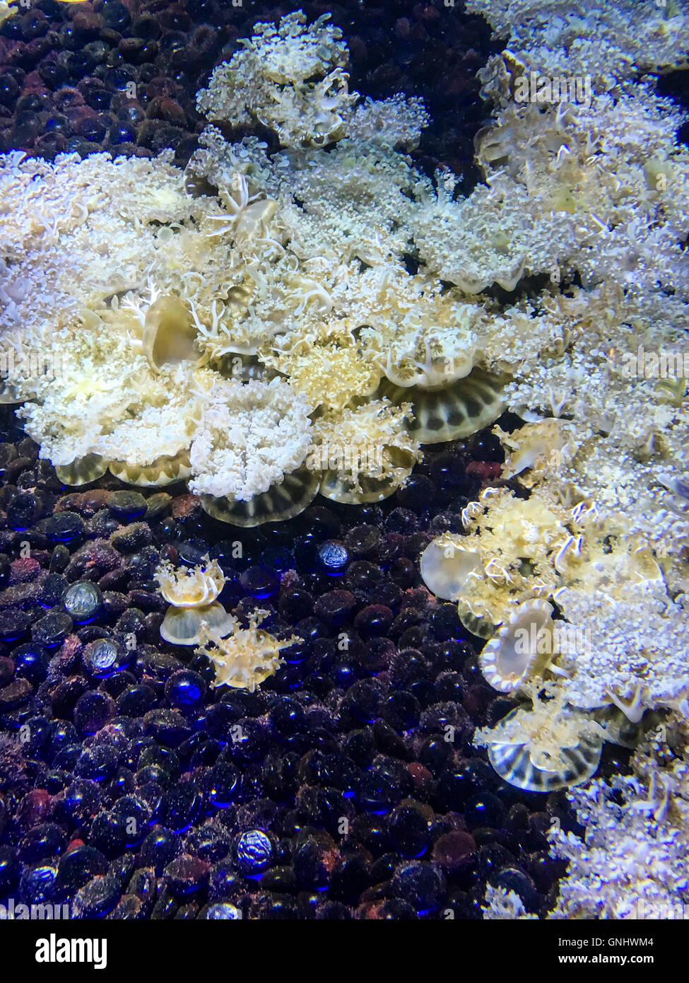 Upside-down jellyfish - Cassiopea Stock Photo - Alamy