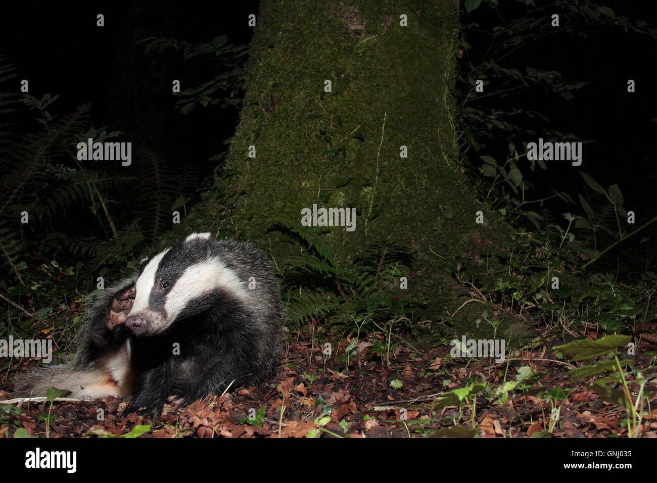 Uk badger eye hi-res stock photography and images - Alamy