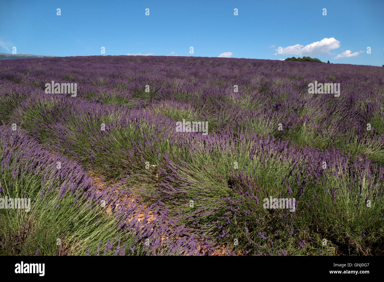 Lavender fields in Provence, southern France. French natural landscape ...