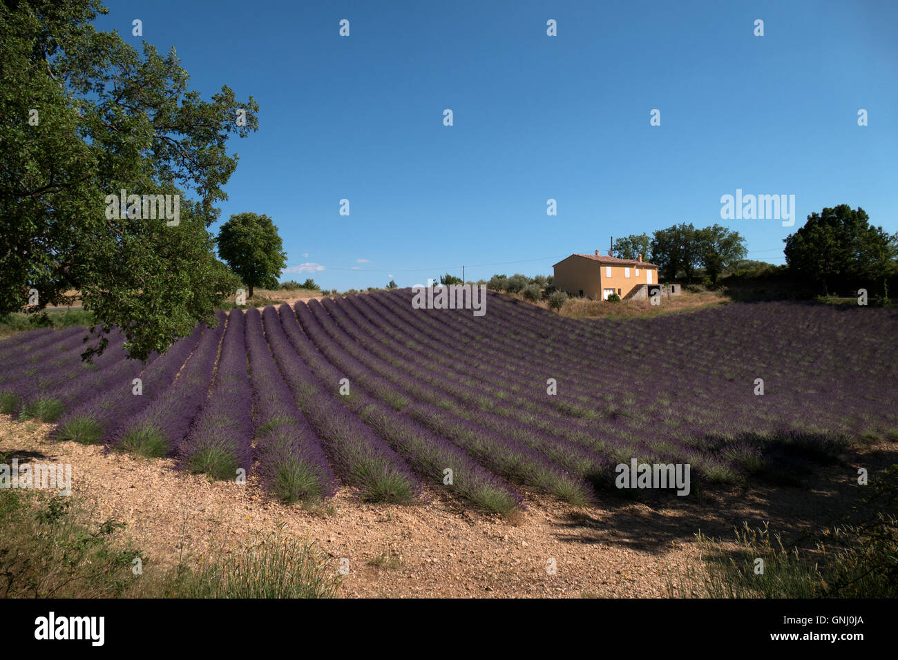 Lavender field in Valensole, Provence, southern France. Agriculture, French natural landscape ...