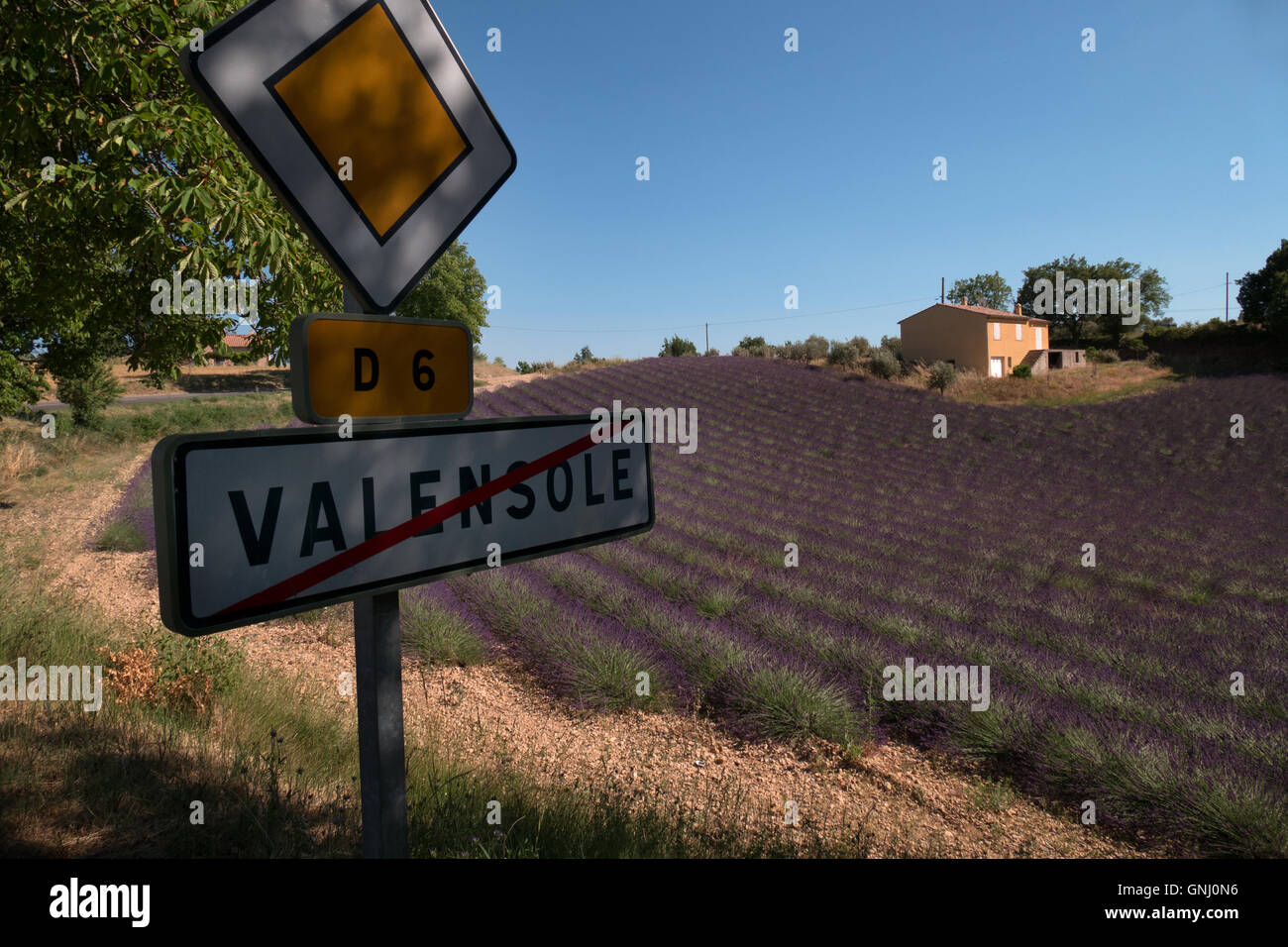 Lavender field in Valensole, Provence, southern France. Agriculture, French natural landscape ...