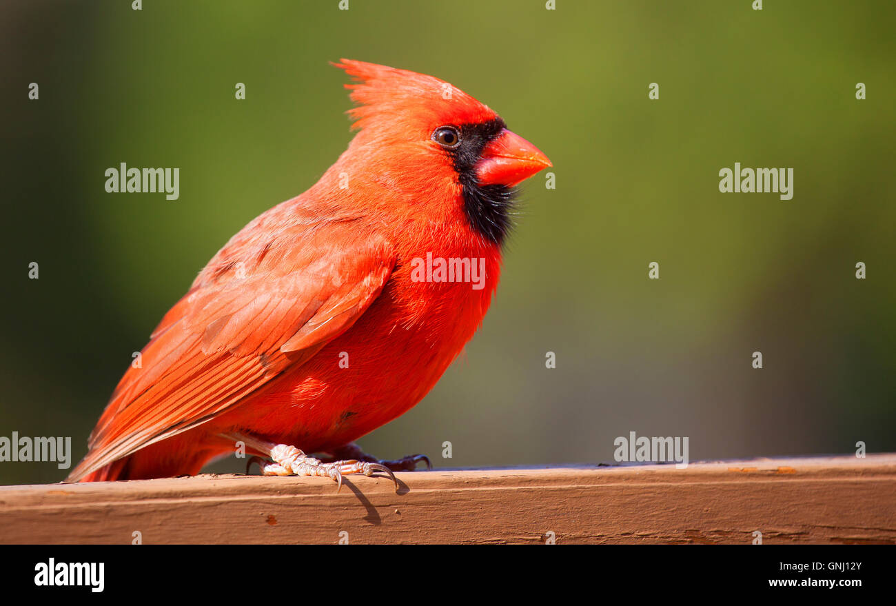 Bright red cardinal on a plank on the deck with a green background ...