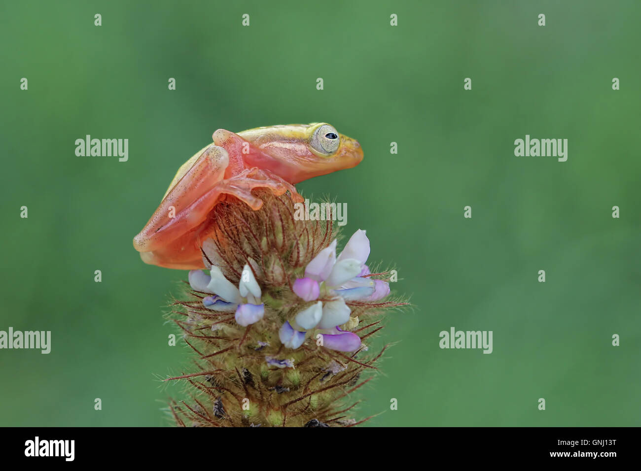 Tree frog on flower, Indonesia Stock Photo - Alamy