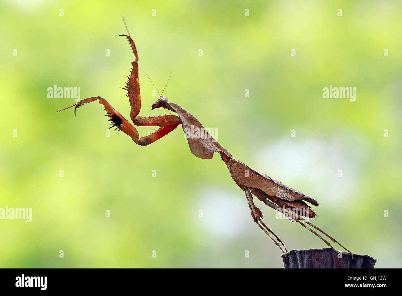 Full insect hi-res stock photography and images - Alamy