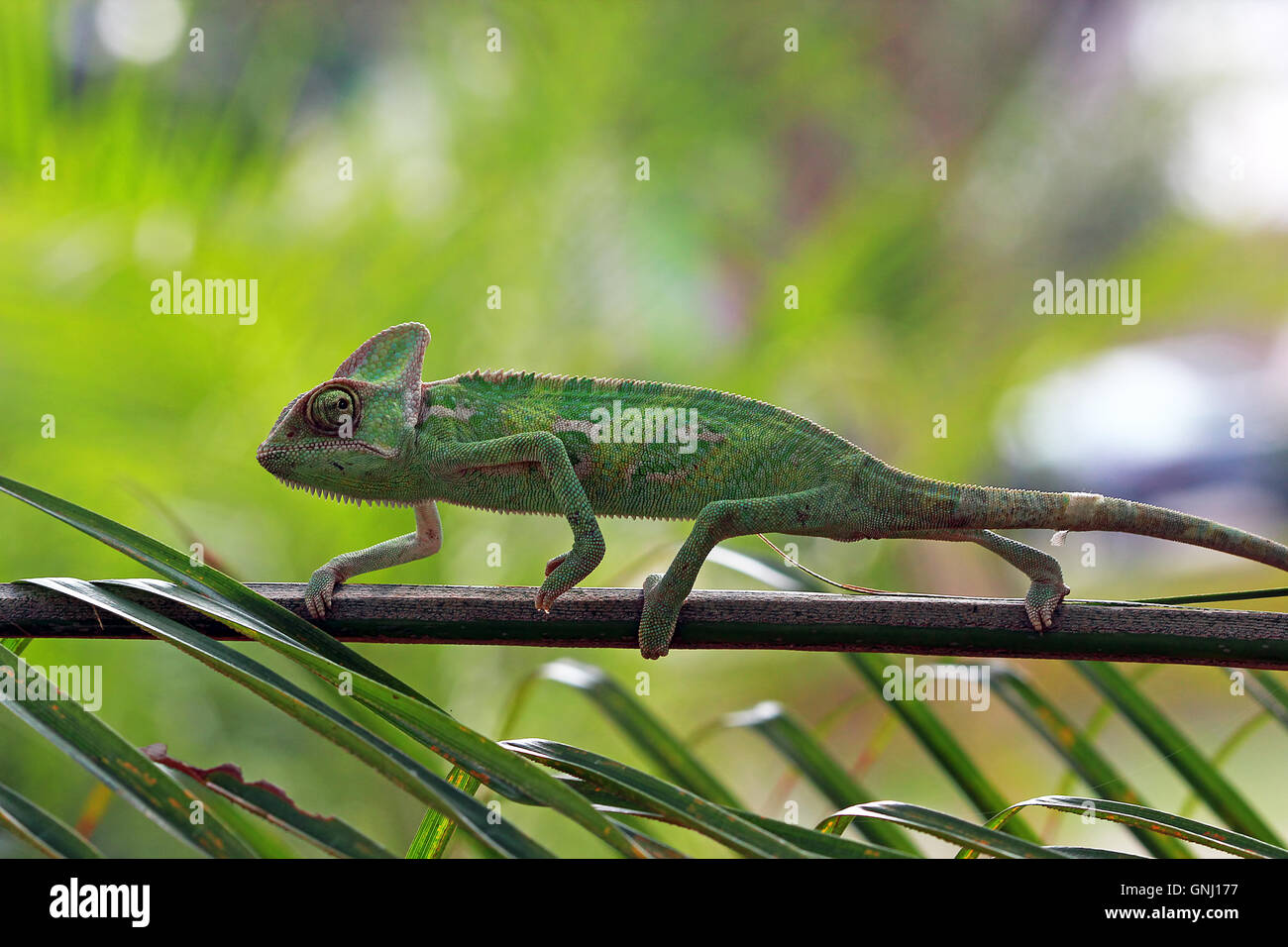 Chameleon walking along branch Stock Photo - Alamy