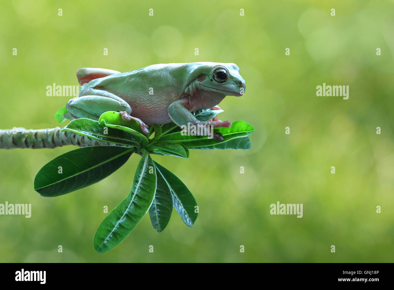 Dumpy tree frog on branch hi-res stock photography and images - Alamy