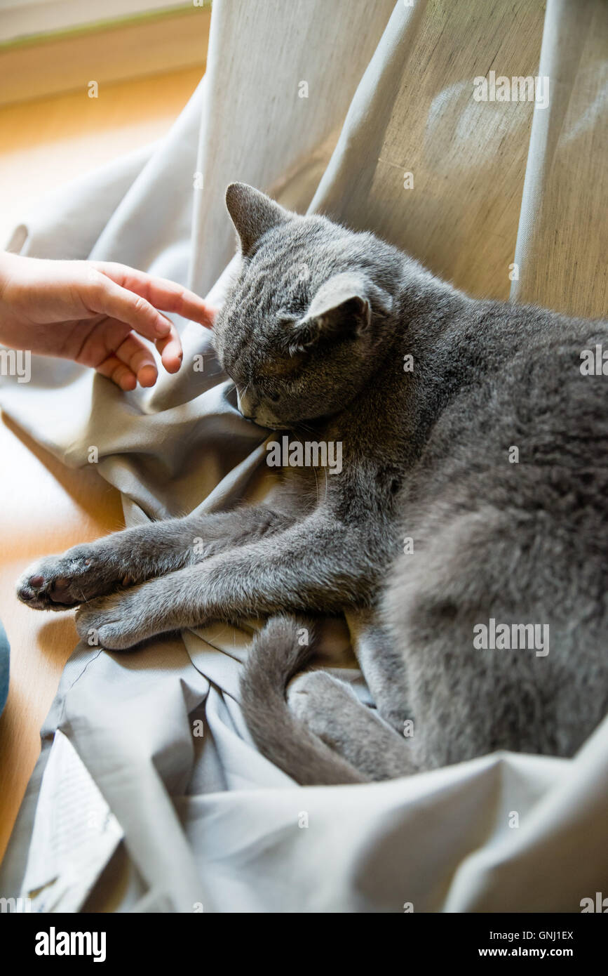 Stroking the cat hi-res stock photography and images - Alamy