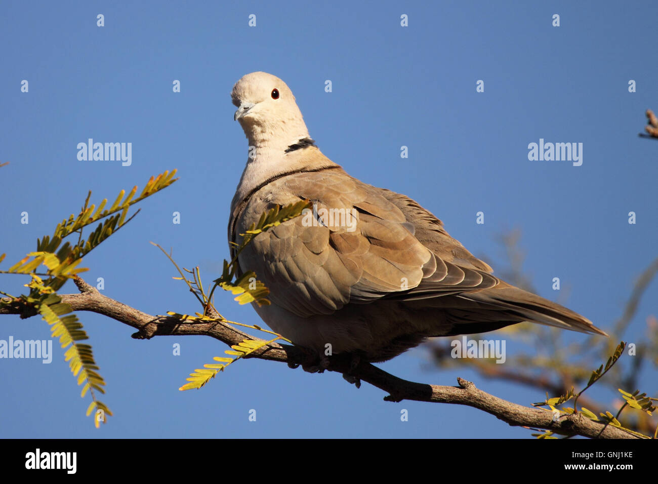 White winged dove hi-res stock photography and images - Alamy