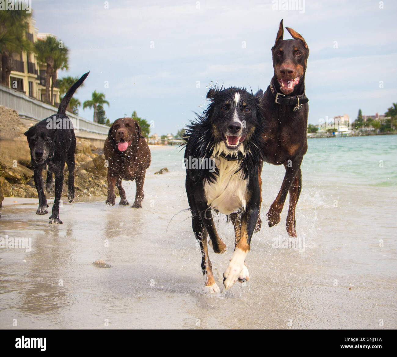 Four dogs running on beach hi-res stock photography and images - Alamy