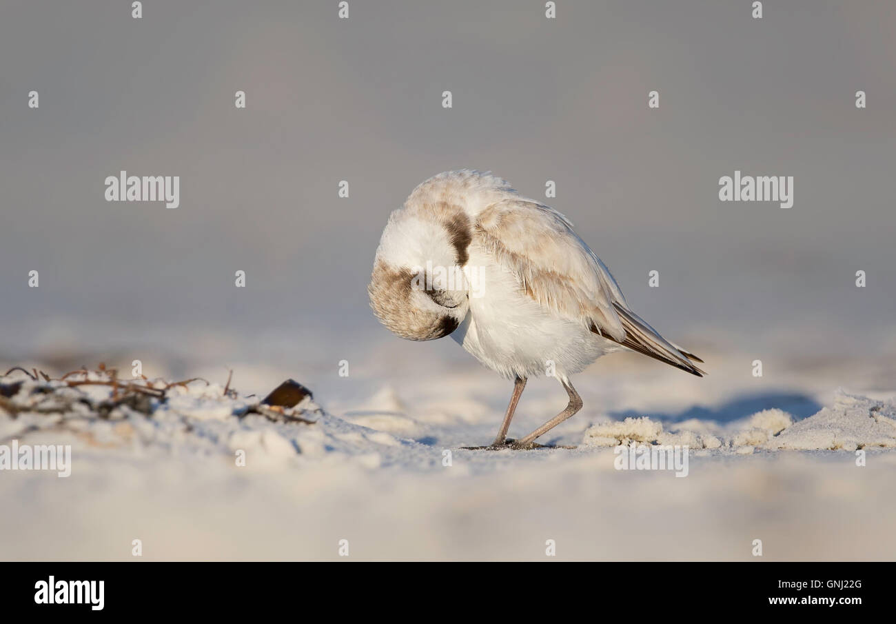 Preening bird hi-res stock photography and images - Alamy