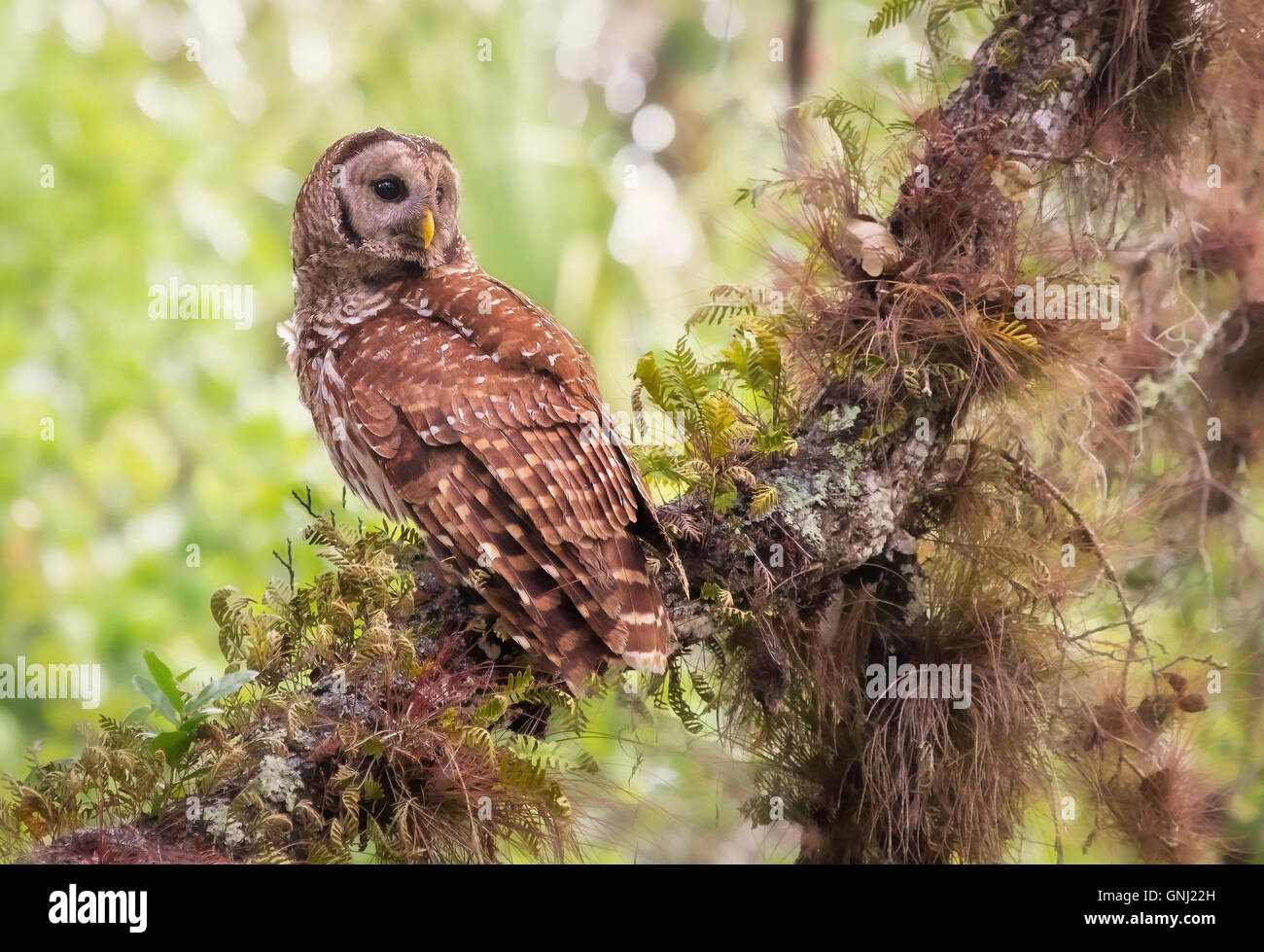 Barred owl strix varia bird sitting on branch hi-res stock photography ...
