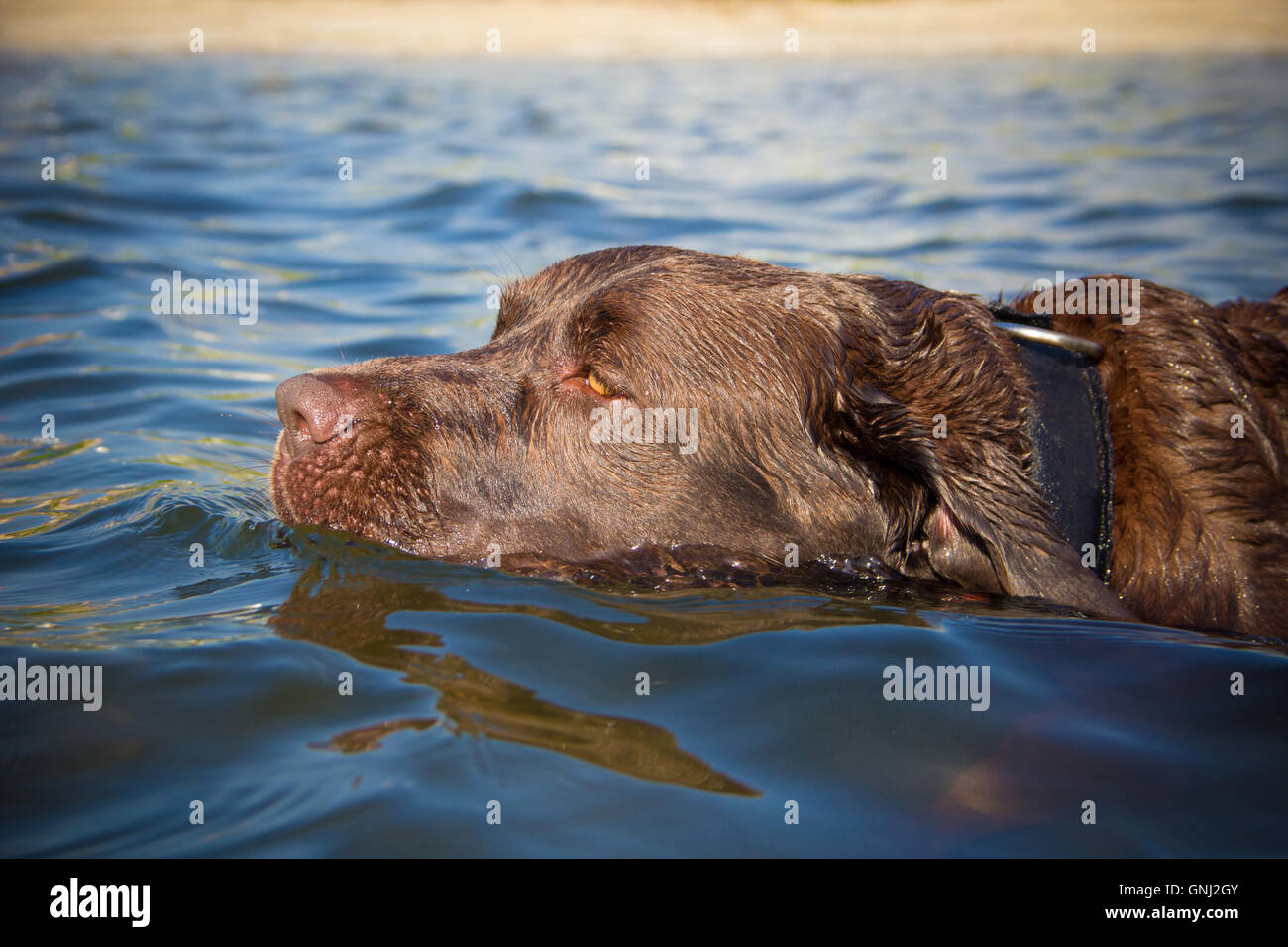 Chocolate Lab Puppies Swimming