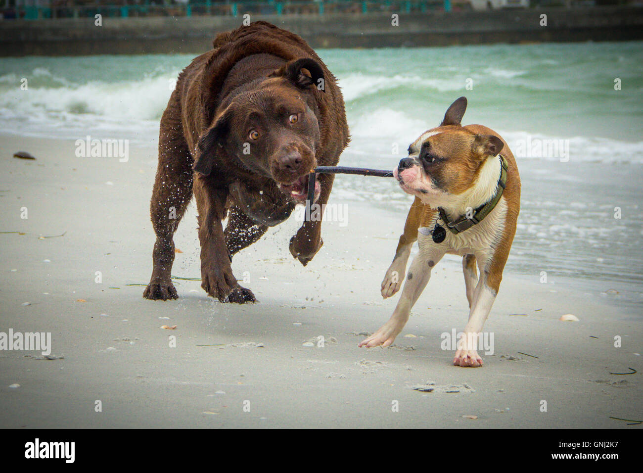 Two dogs on the beach hi-res stock photography and images - Alamy