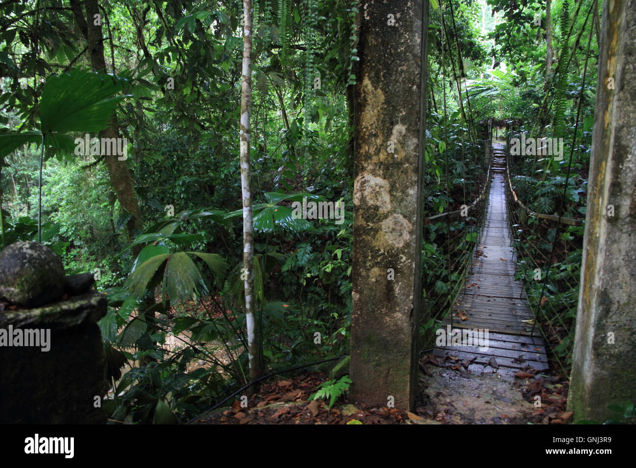Jungle bridge in the Costa Rican rainforest Stock Photo - Alamy