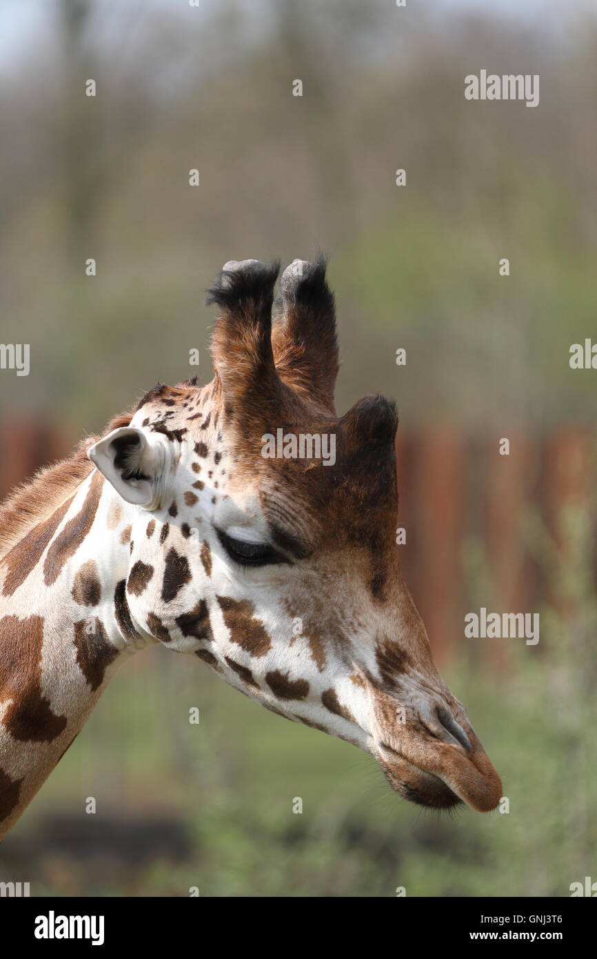 Giraffe from the side hi-res stock photography and images - Alamy