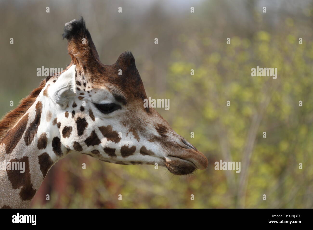 Giraffe From The Side High Resolution Stock Photography and Images - Alamy