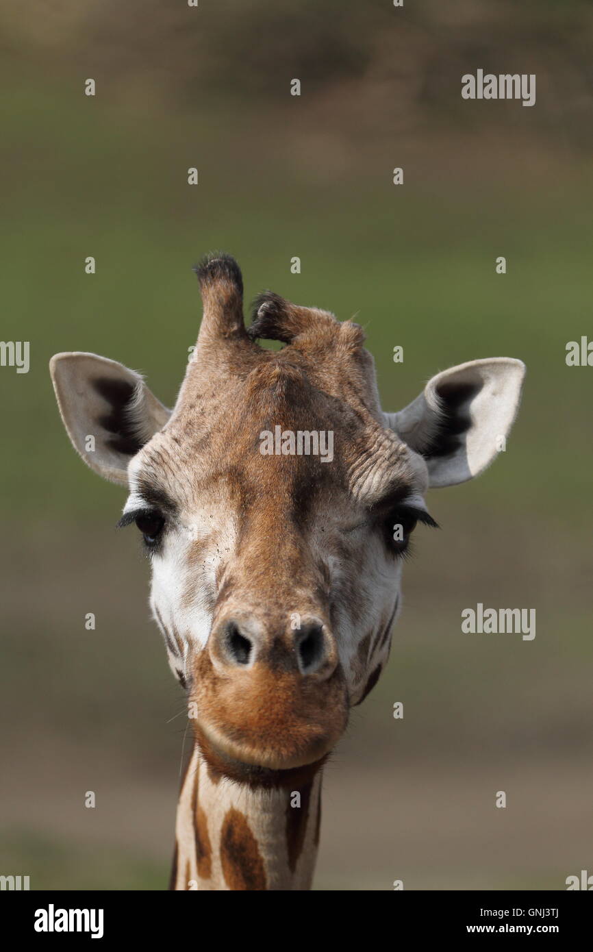 Female giraffe hi-res stock photography and images - Alamy