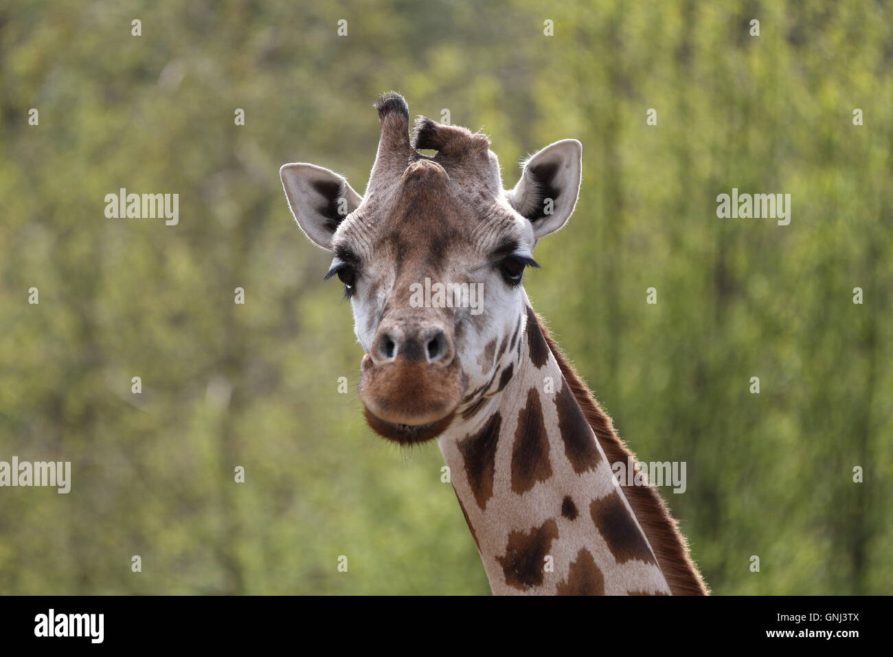 Female giraffe hi-res stock photography and images - Alamy