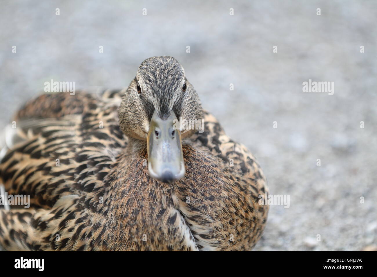 Female Mallard Duck Stock Photo - Alamy