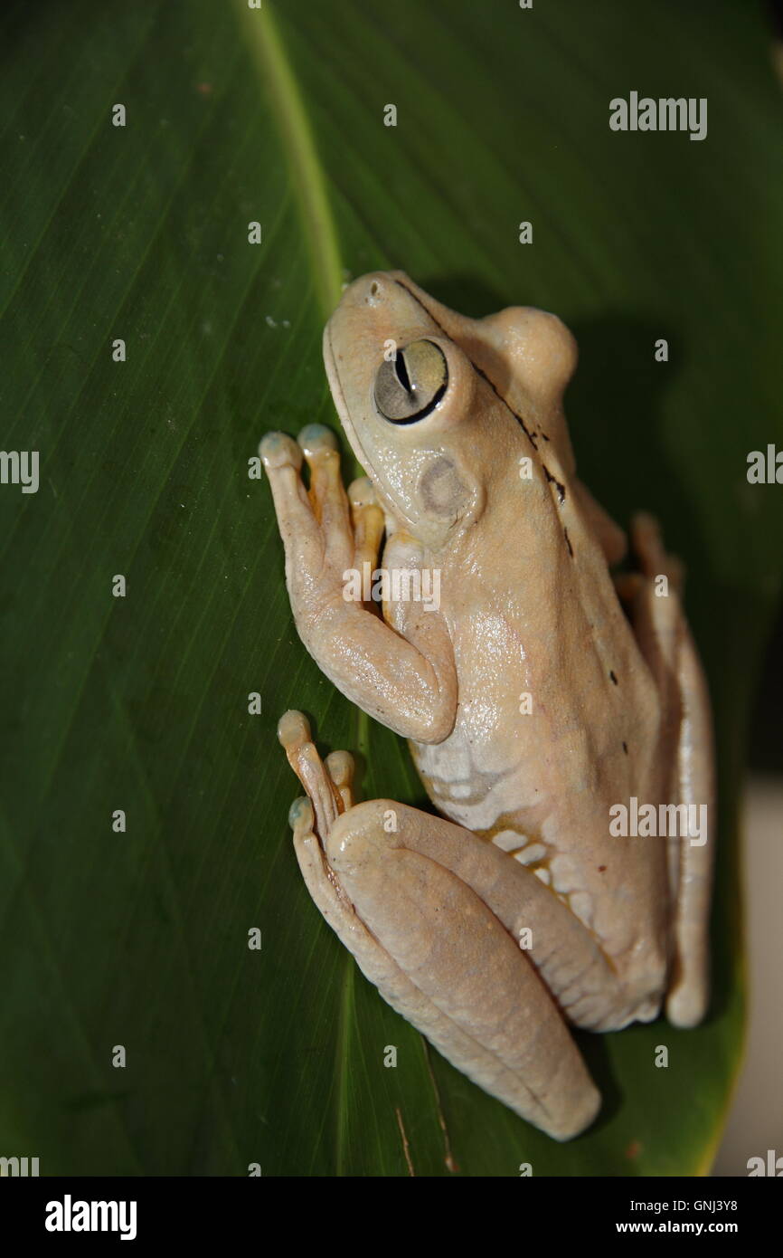 Close up shot of a Gladiator Tree Frog (Hypsiboas rosenbergi) in Manuel ...