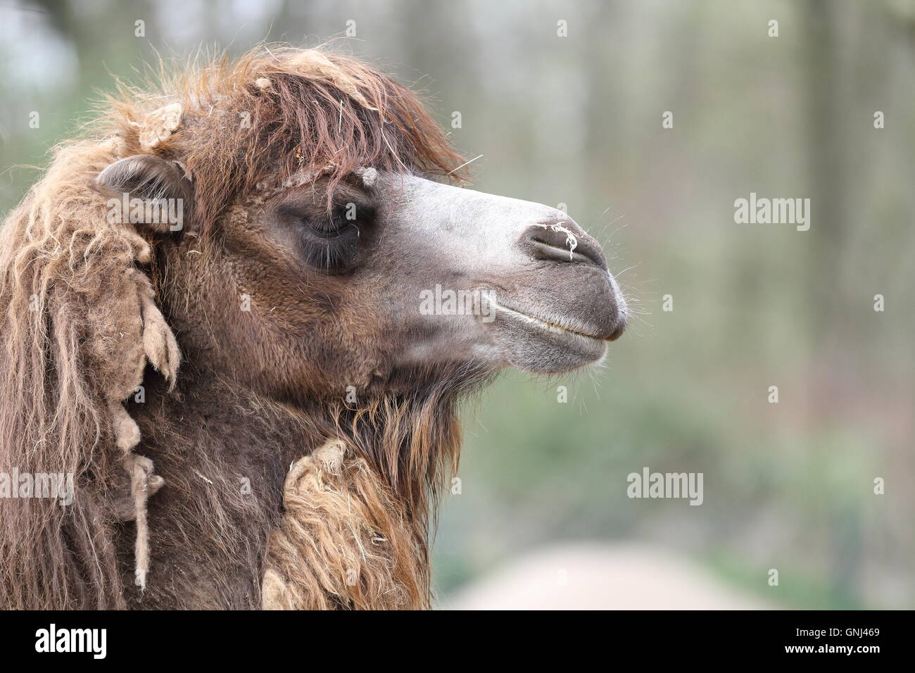 Portrait of a Camel (Camelus ferus bactrianus Stock Photo - Alamy