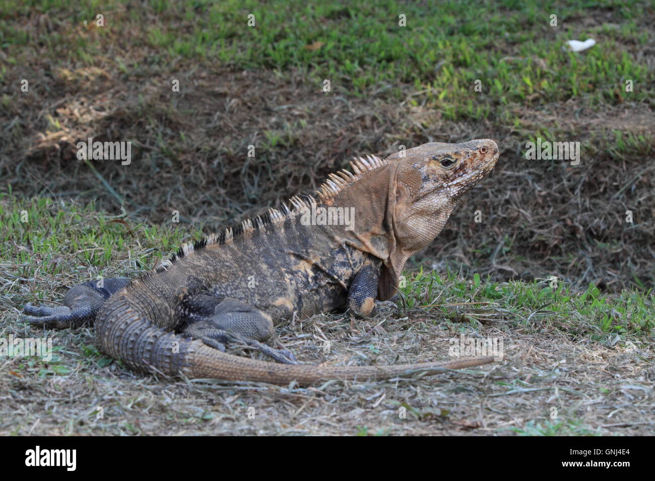 Iguana black spiny reptile grass hi-res stock photography and images ...