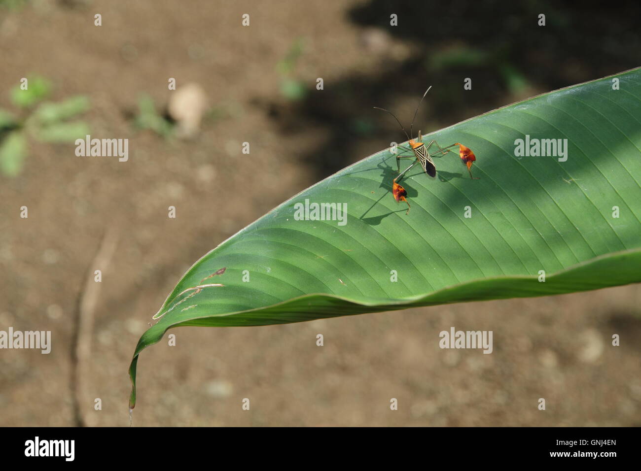 A Flag Footed Bug (Anisocelis flavolineata) sitting on a leaf in Costa ...
