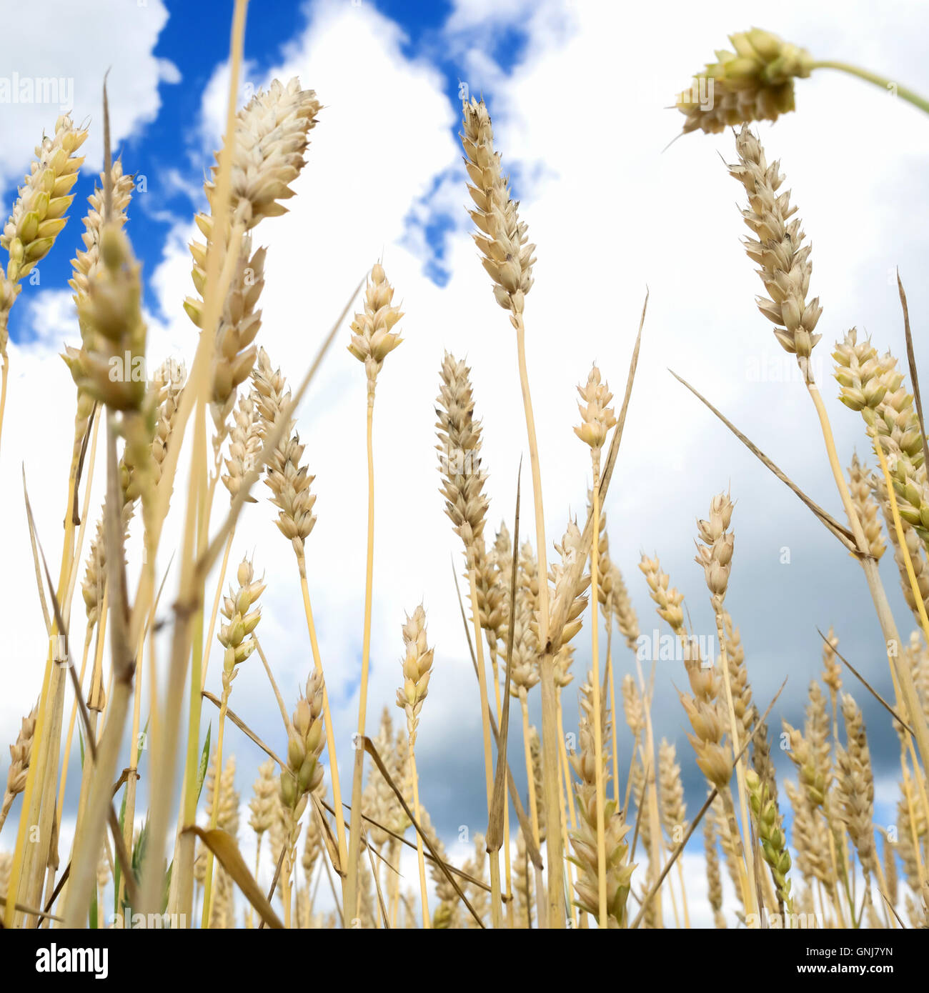 Wheat crop material hi-res stock photography and images - Alamy