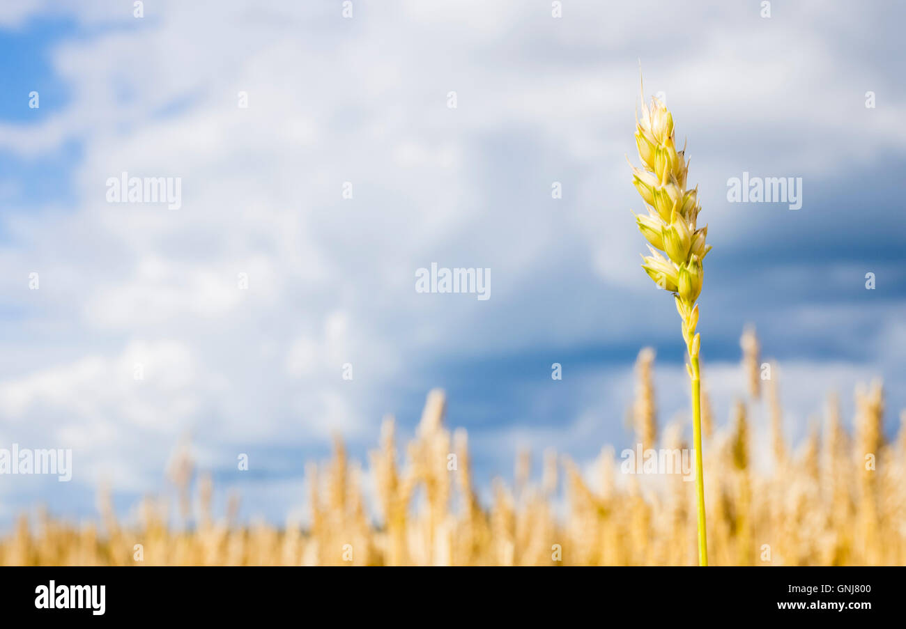 Wheat crop material hi-res stock photography and images - Alamy