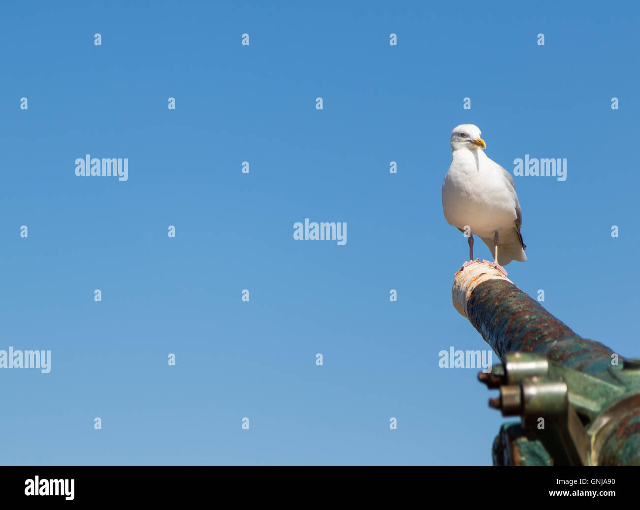 Seagull on the end of a canon in Whitby Stock Photo - Alamy