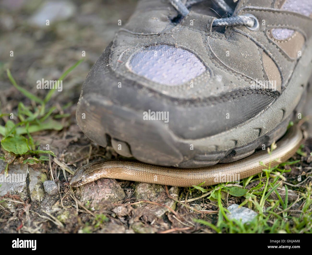 Man killing a snake hi-res stock photography and images - Alamy