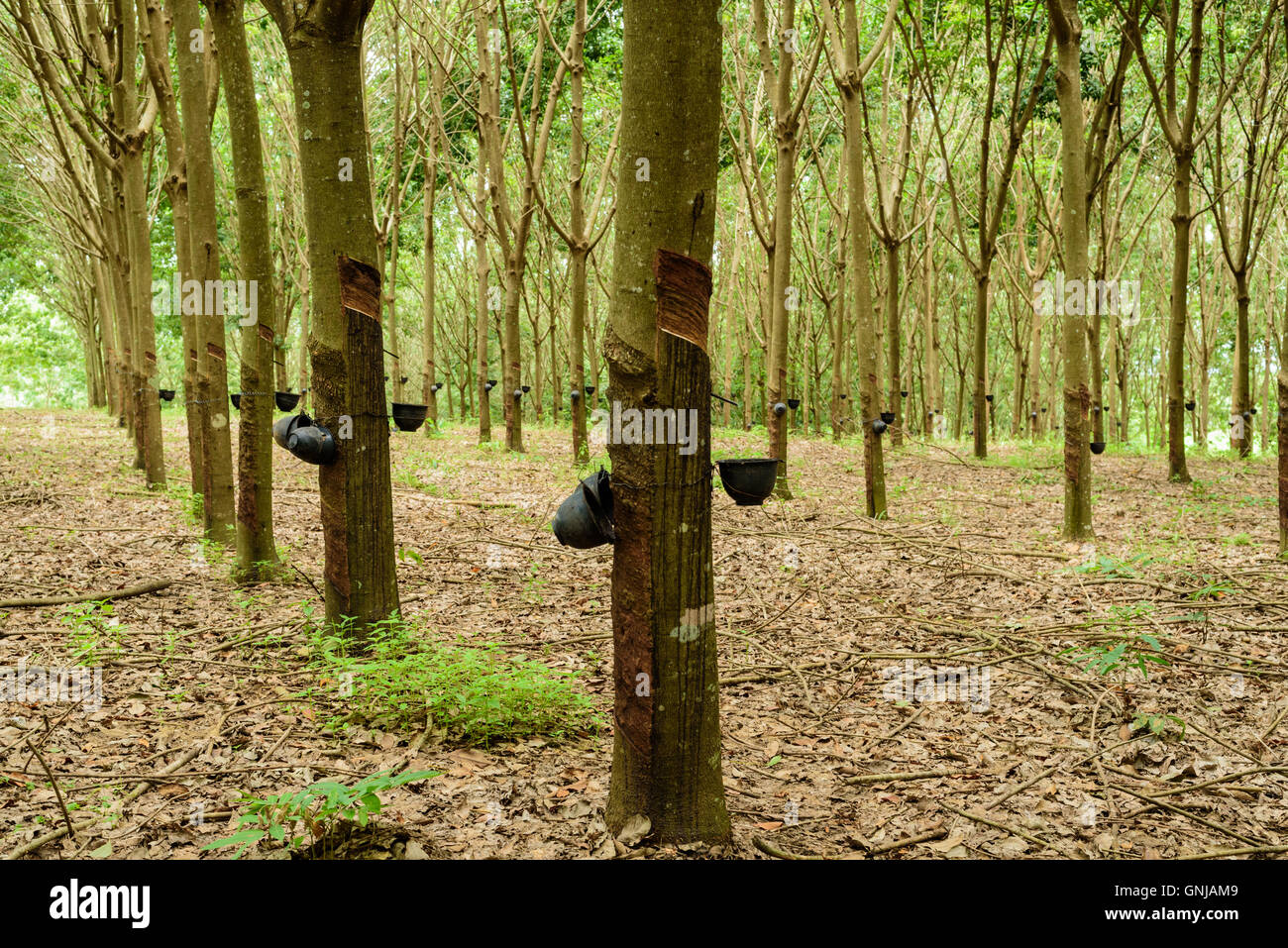 Para rubber tree lumber hi-res stock photography and images - Alamy
