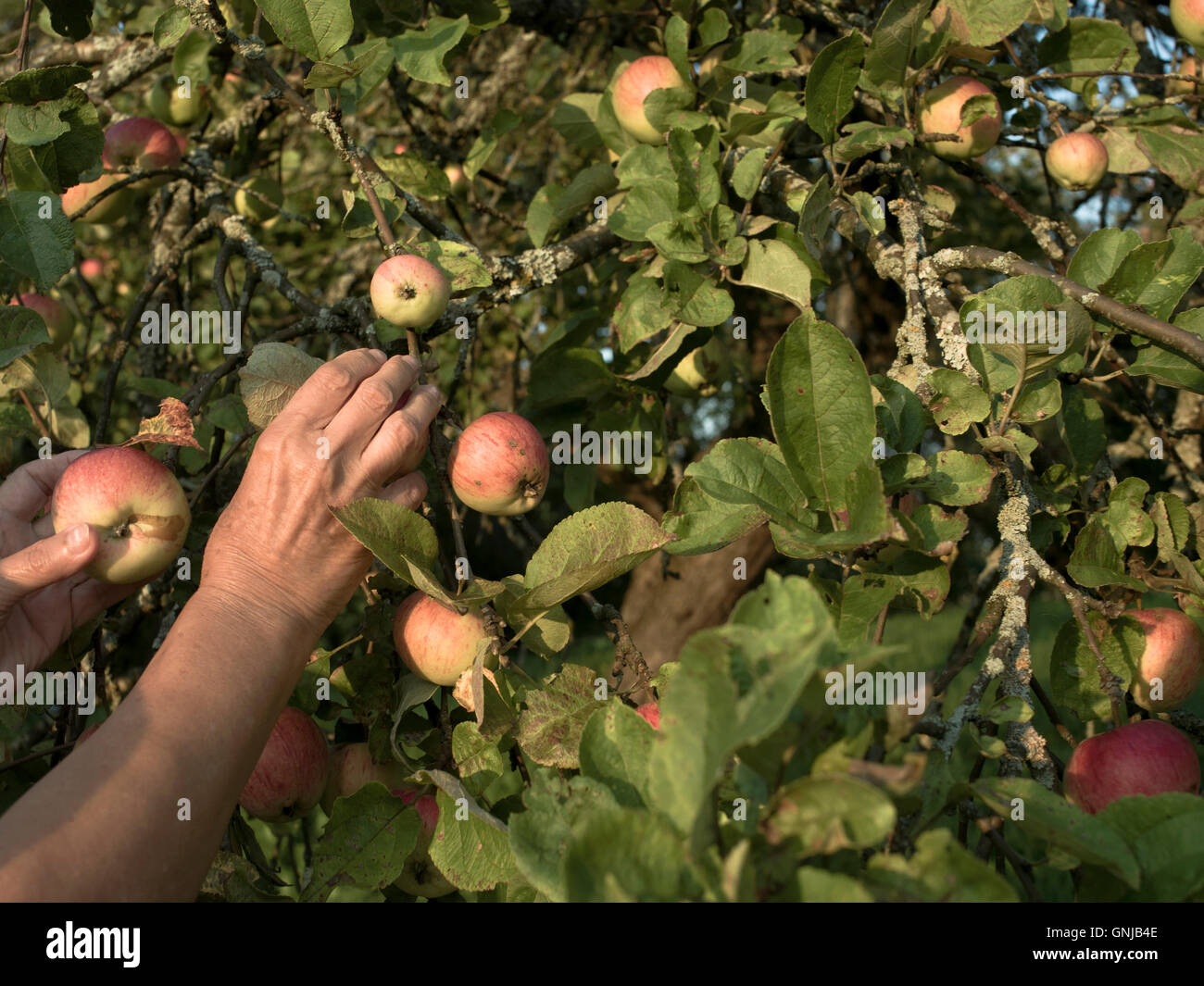 Picking the sun hi-res stock photography and images - Alamy