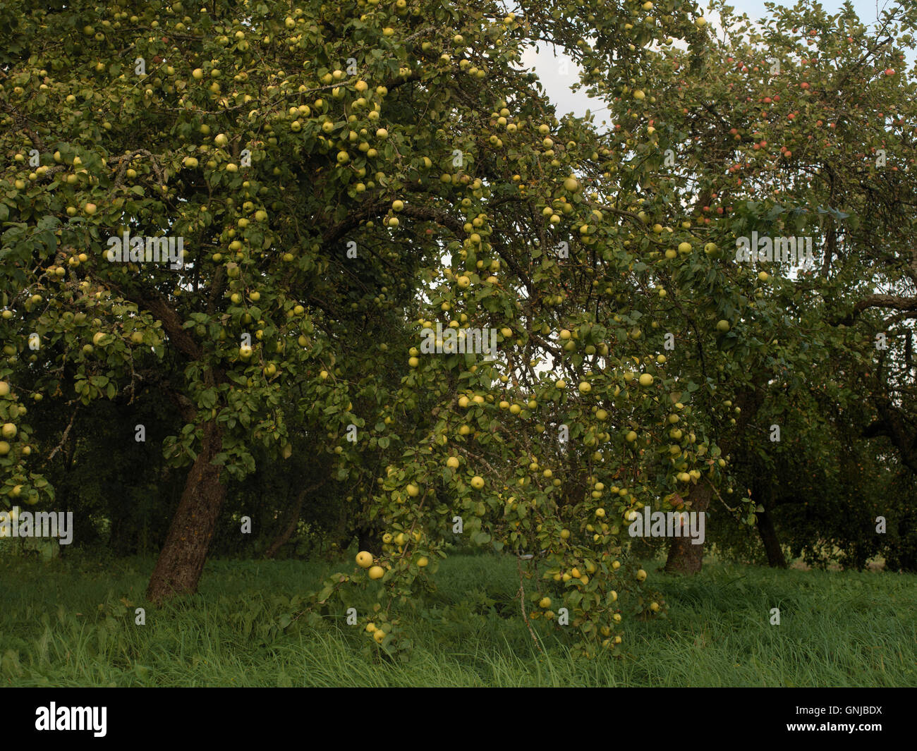 Apple trees back garden hi-res stock photography and images - Alamy
