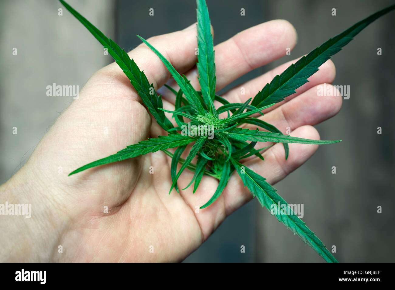 Marijuana hand hi-res stock photography and images - Alamy