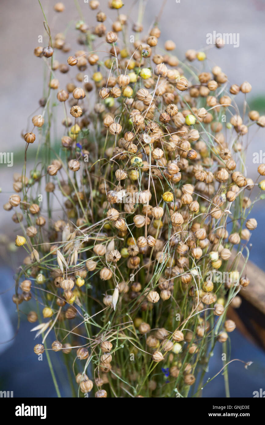 Flax Seeds Tree Images at Douglas Reddin blog