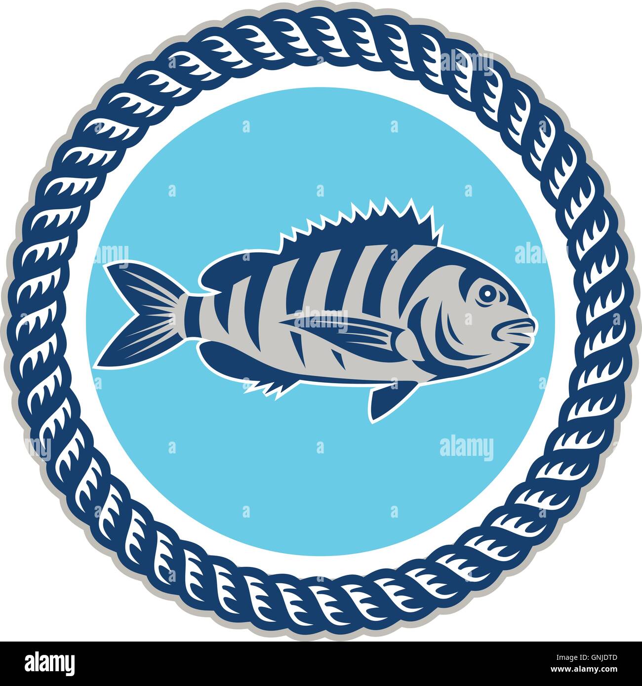 Sheepshead Fish Rope Circle Retro Stock Vector Image & Art - Alamy