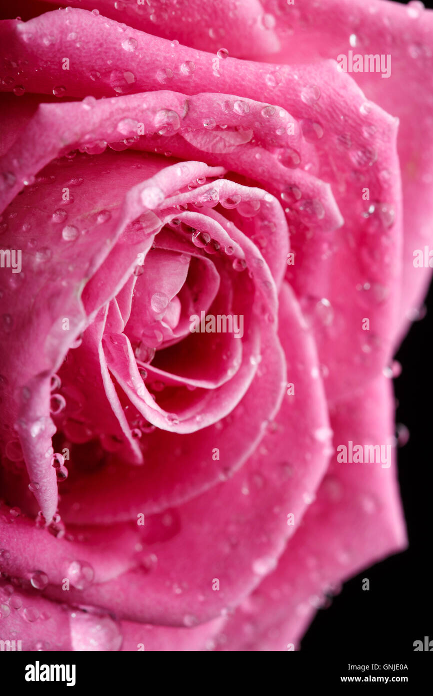 Closeup on Center of Beautiful pink Rose Stock Photo - Alamy