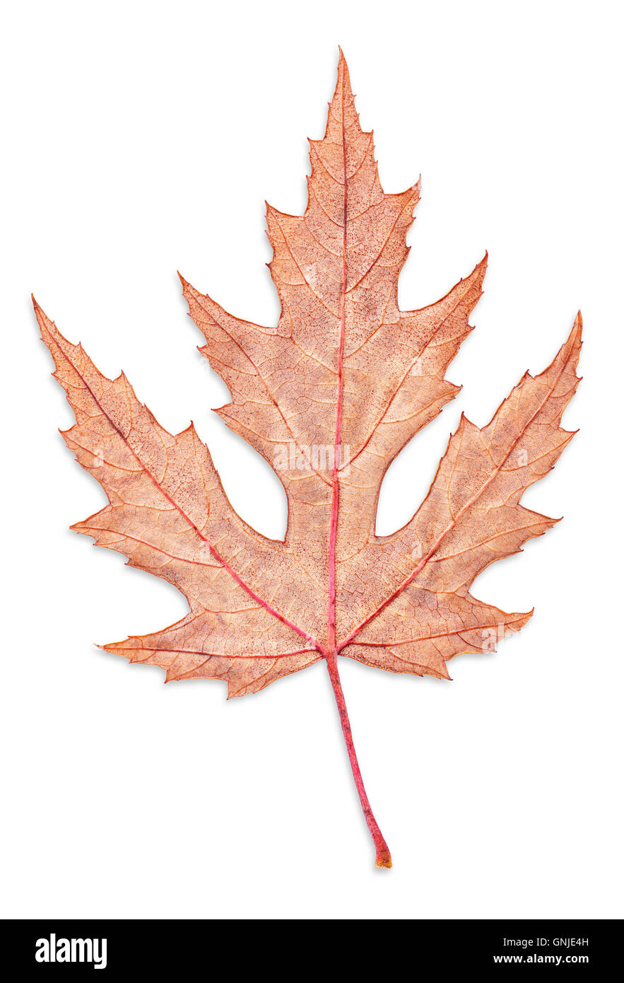 gray autumn maple leaf isolated on white background Stock Photo - Alamy