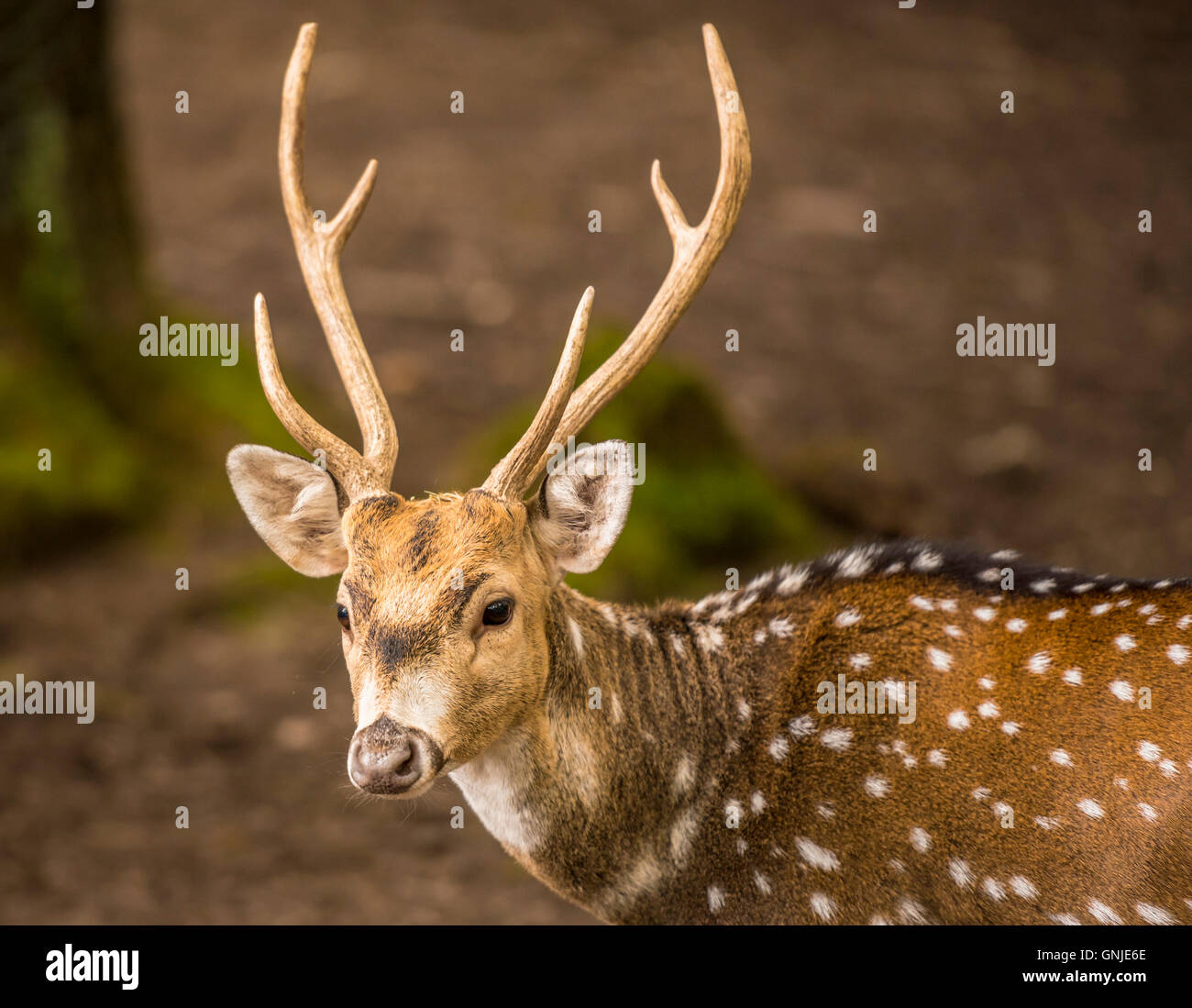 Male spotted axis deer hi-res stock photography and images - Alamy