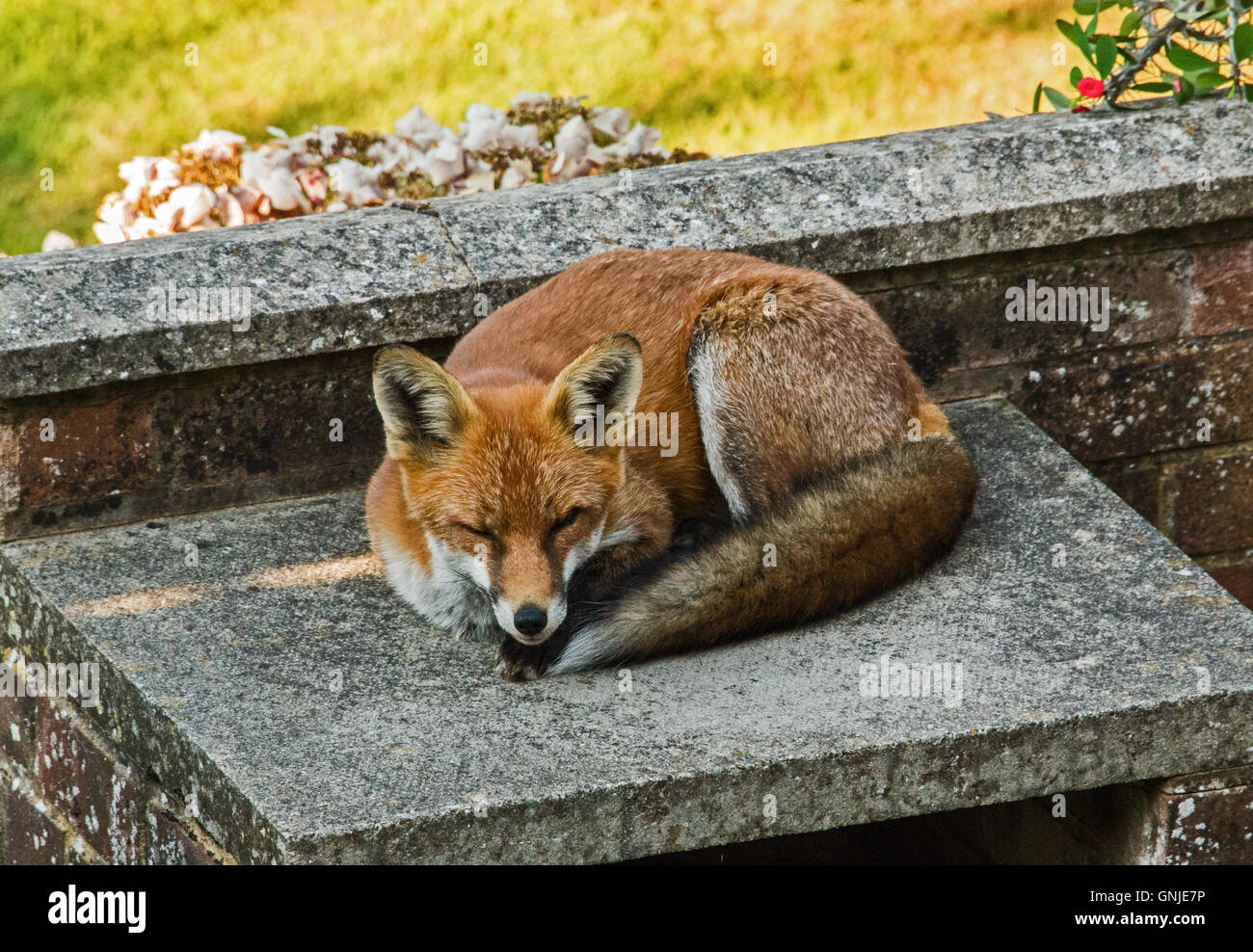 Vulpes vulpes (Red Fox) on domestic patio table Stock Photo - Alamy