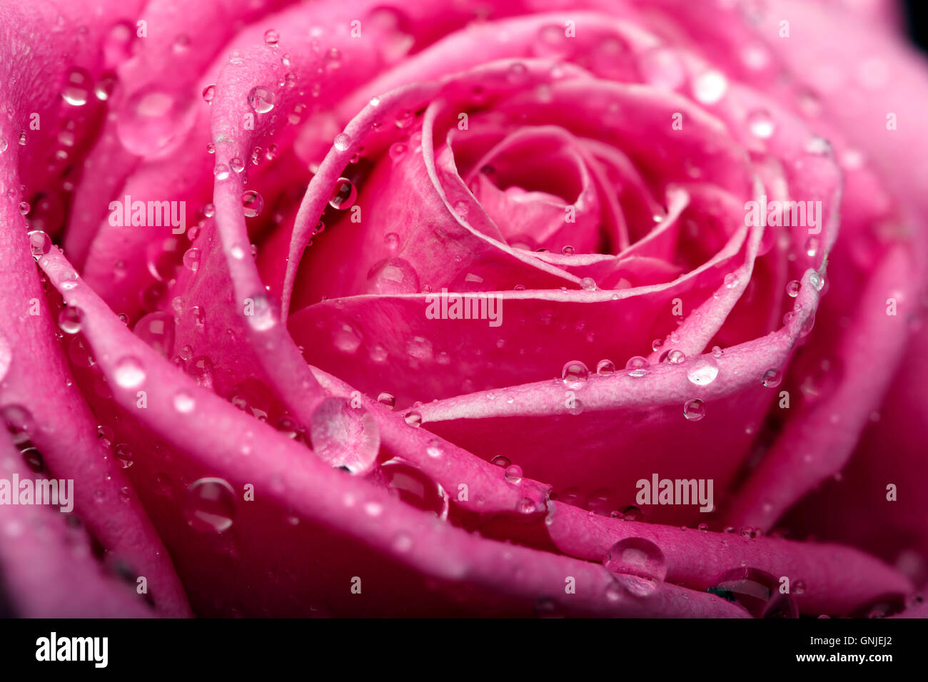 The beautiful pink rose hi-res stock photography and images - Alamy