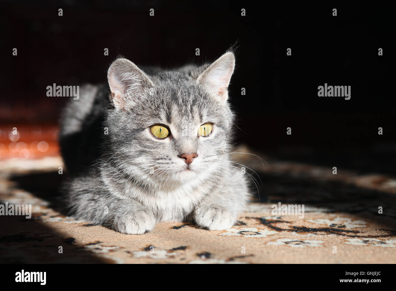 gray cat preparing to attack Stock Photo - Alamy